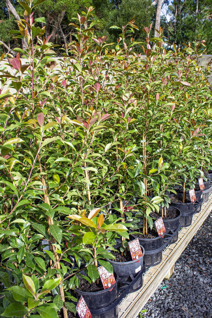 PHOTINIA WONDER HEDGE 200MM – Avalon Nursery