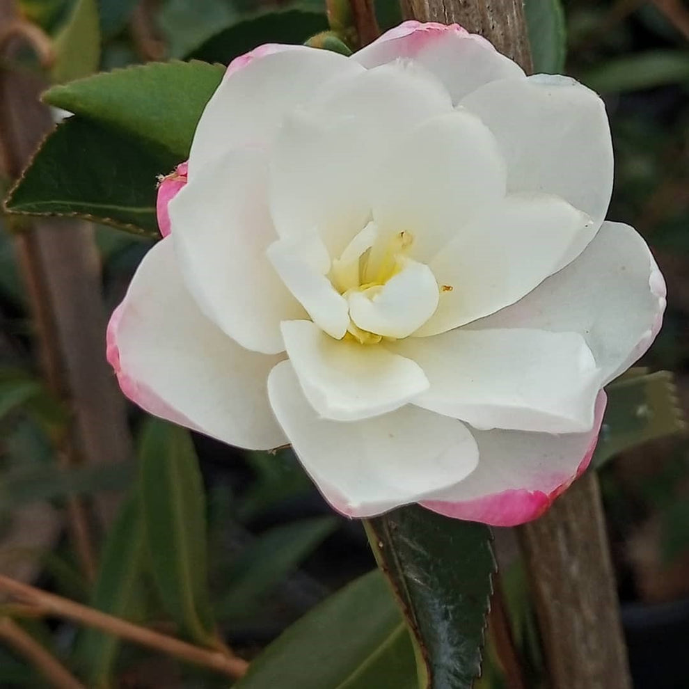 CAMELLIA PARADISE BLUSH 200MM – Avalon Nursery