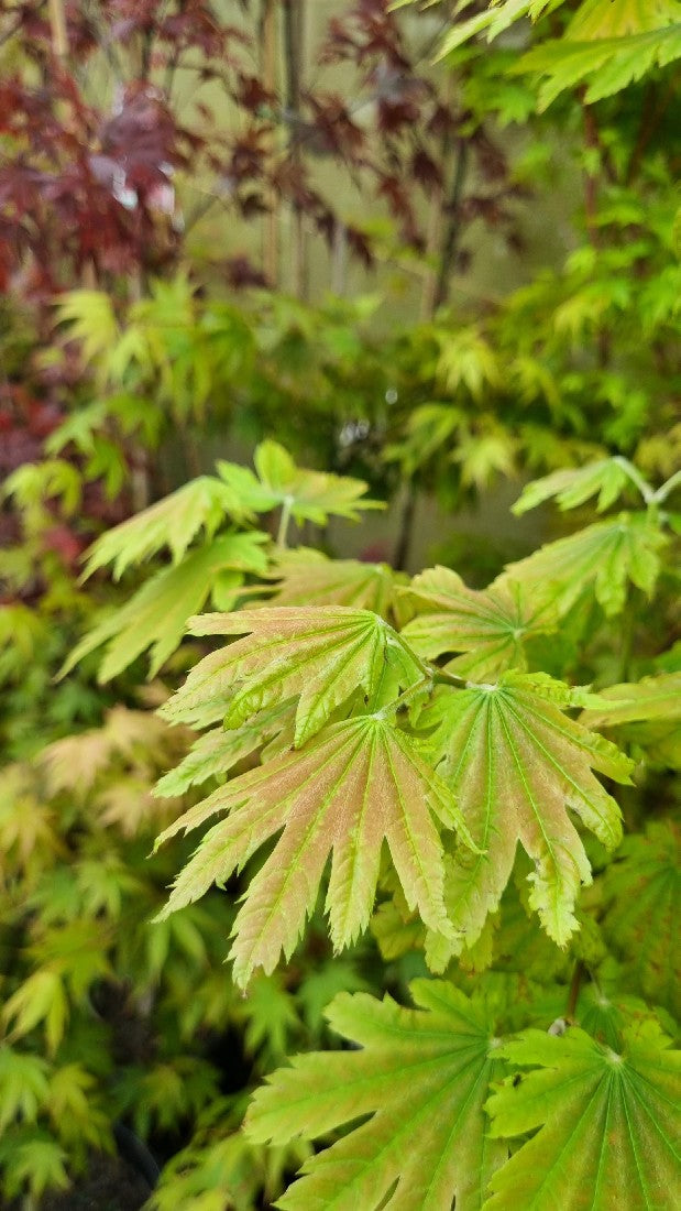 Avalon Nursery // Trees – tagged "ACER - MAPLE"