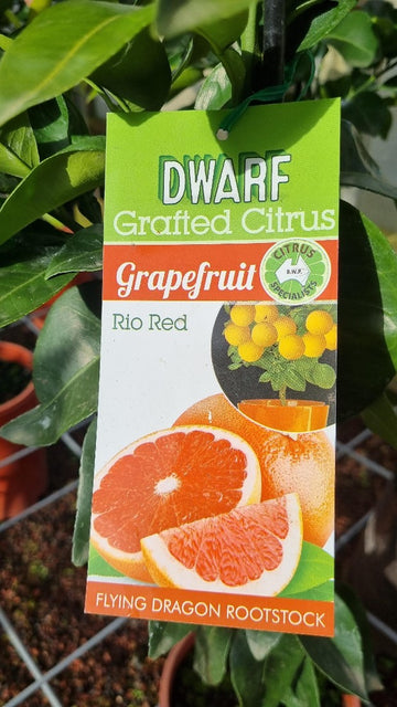 Avalon Nursery // Fruit Trees