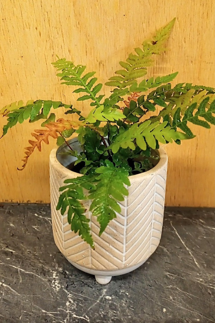 DOODIA MEDIA RASP FERN 7CM – Avalon Nursery