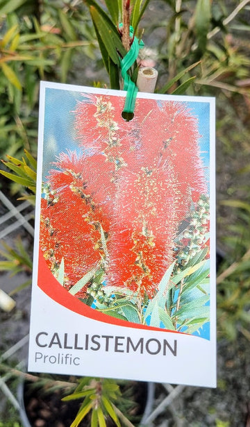 Avalon Nursery // Australian Natives – tagged "CALLISTEMON"