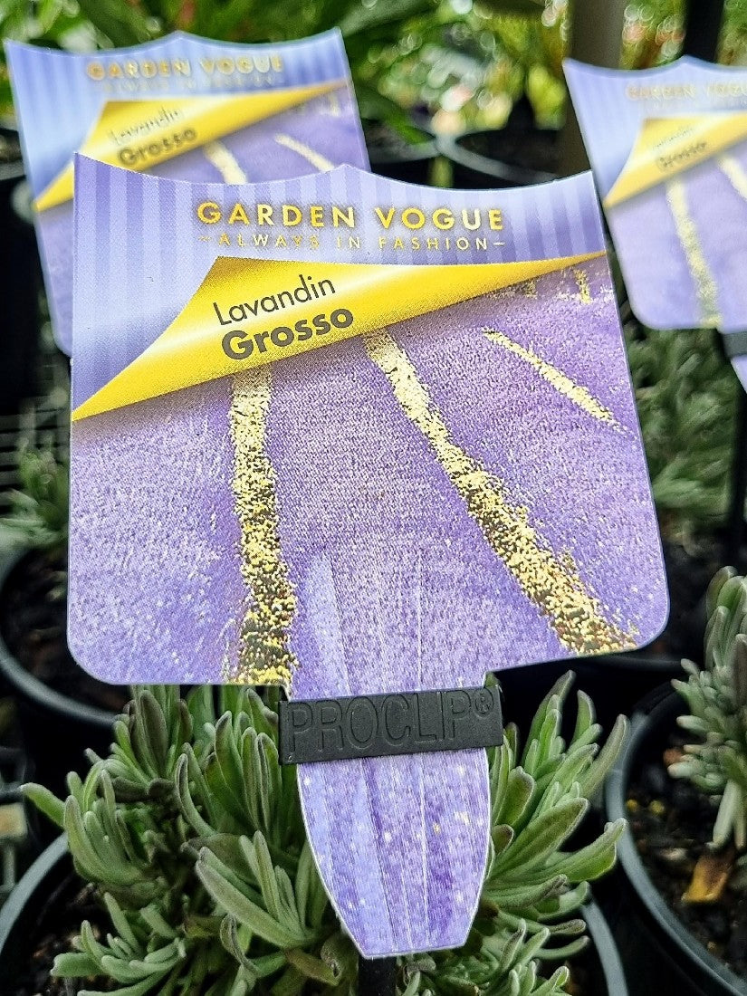 LAVENDER GROSSO LAVANDULA X INTERMEDIA 140MM – Avalon Nursery