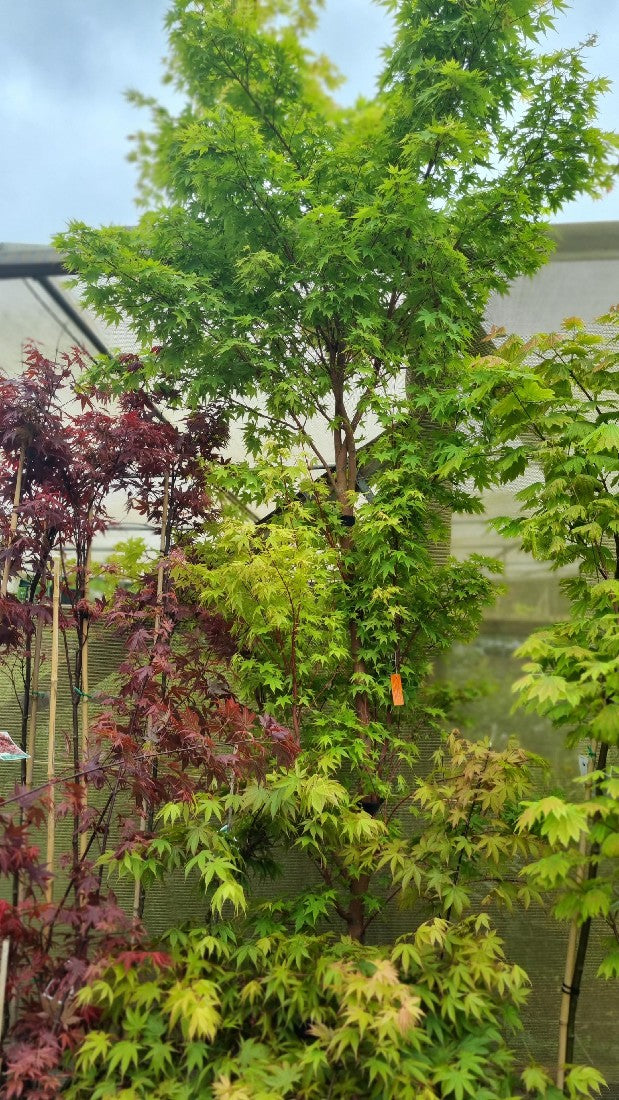 MAPLE ACER PALMATUM SENKAKI 500MM – Avalon Nursery