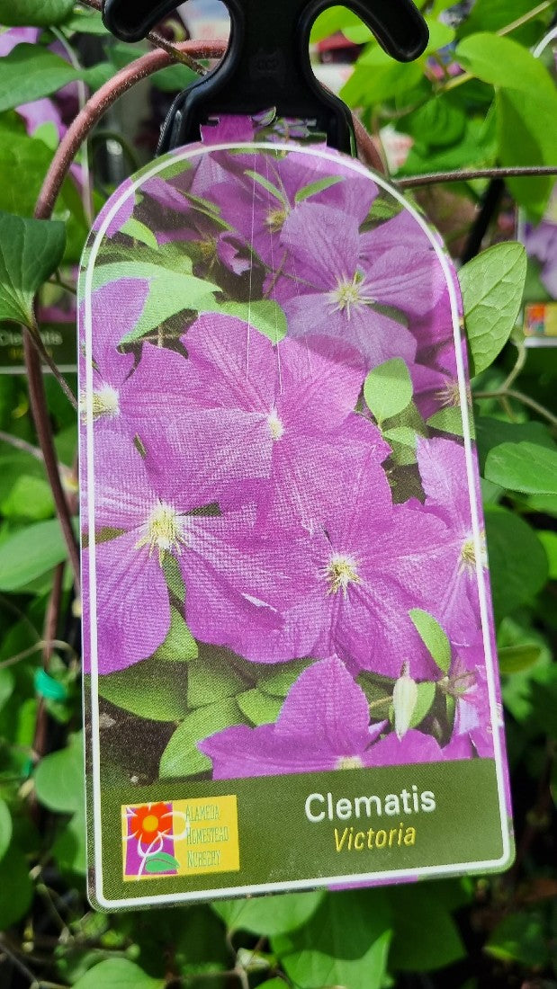 Avalon Nursery // Ornamentals – tagged "CLIMBERS" – Page 2