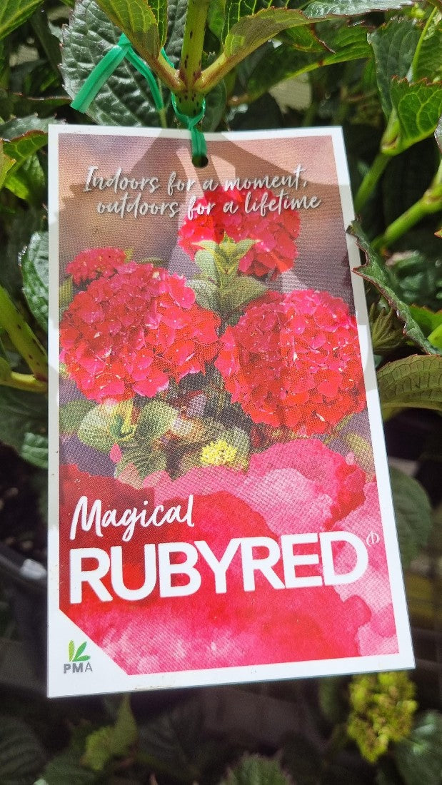 Avalon Nursery // Ornamentals – tagged "SHRUBS" – Page 3