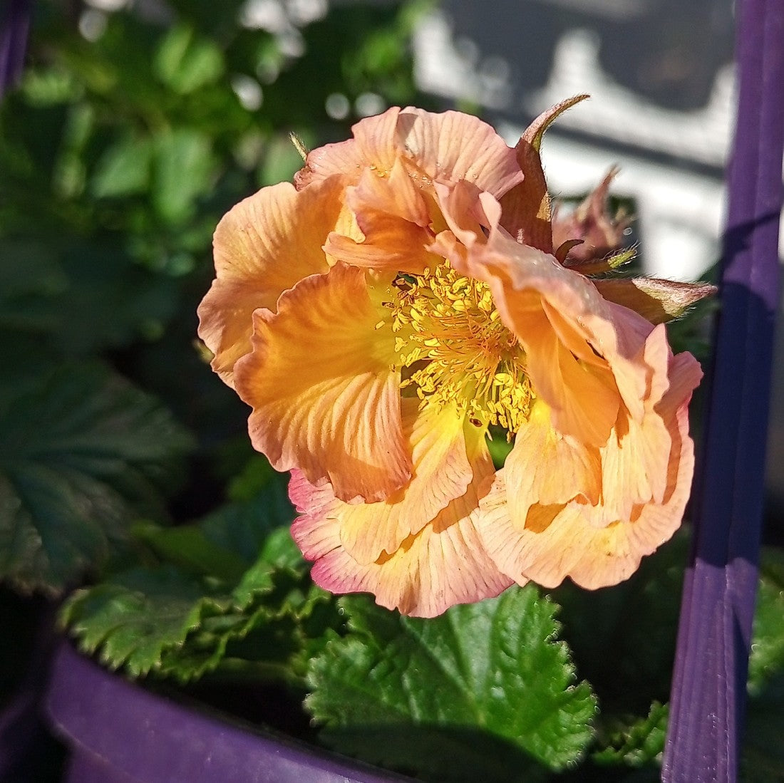 Avalon Nursery // Ornamentals – tagged "PERENNIAL COLOUR"
