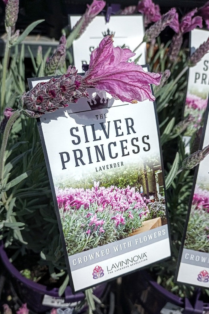LAVENDER – Avalon Nursery