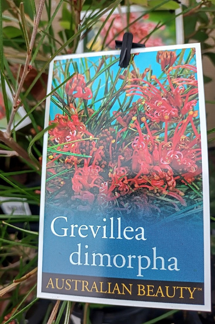 Avalon Nursery // Australian Natives – tagged "GREVILLEA"