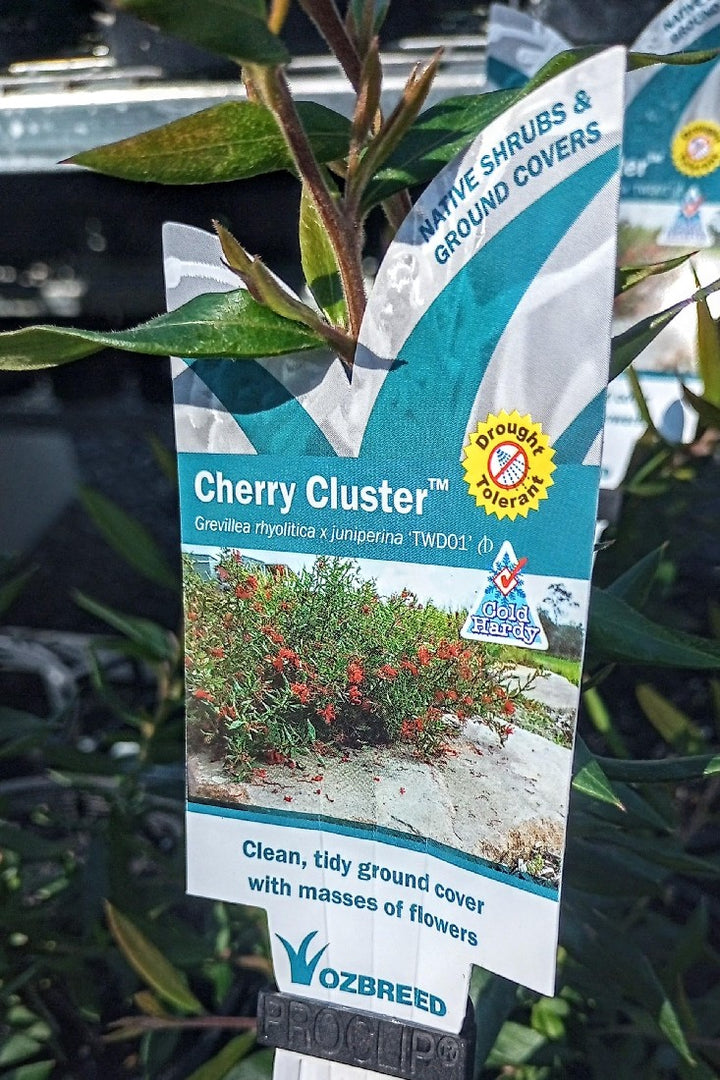 Avalon Nursery // Australian Natives – tagged "GREVILLEA"