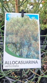 Avalon Nursery // Australian Natives