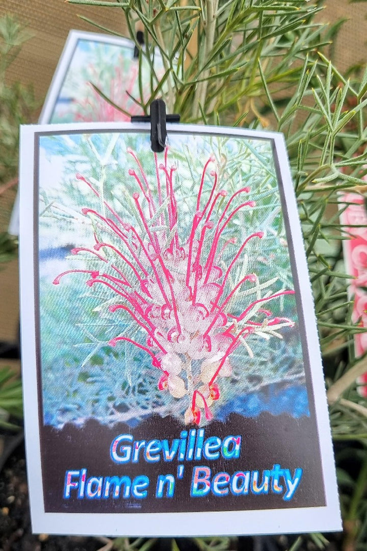 Avalon Nursery // Australian Natives – tagged "GREVILLEA"