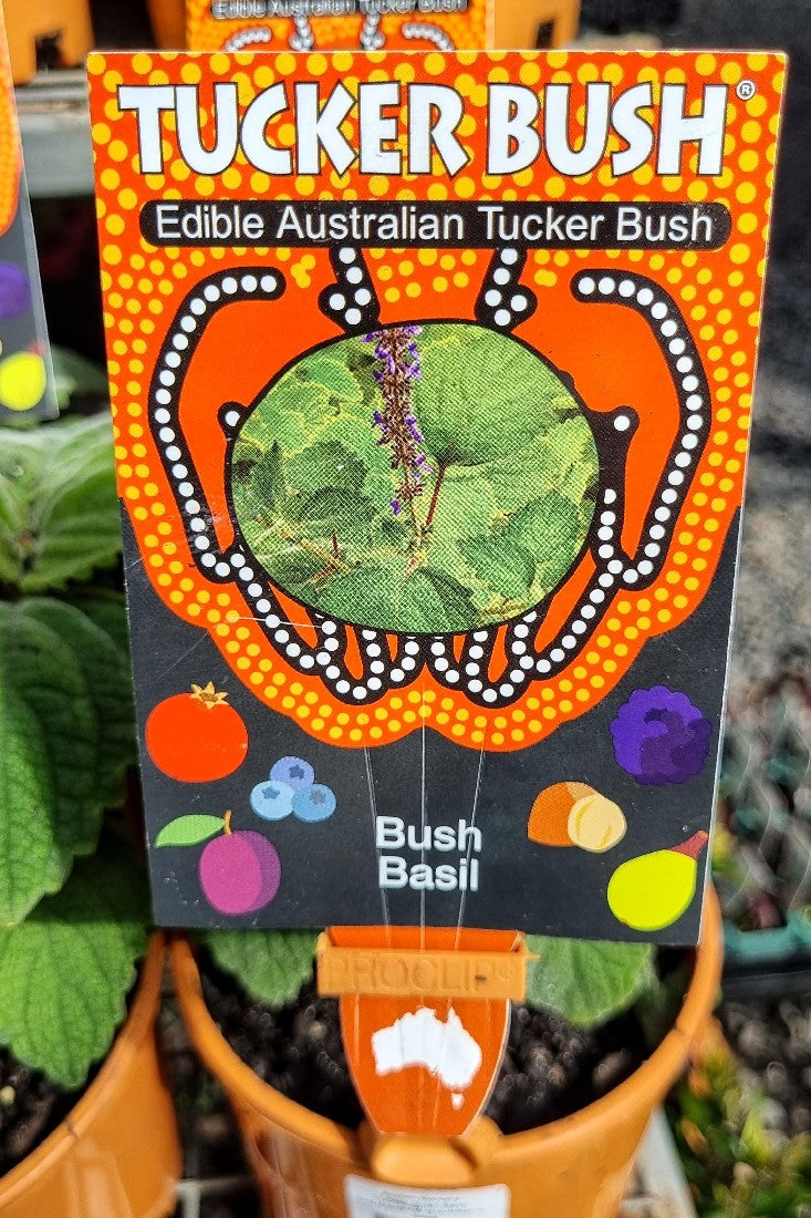 INDIGENOUS BUSH FOODS – Avalon Nursery