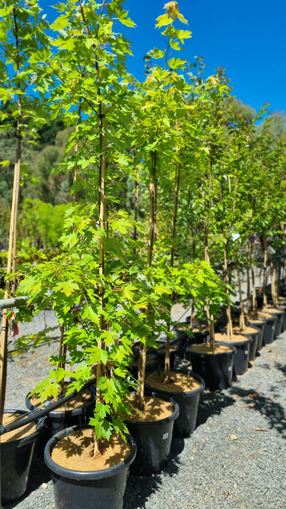 Avalon Nursery // Trees – tagged "ACER - MAPLE"