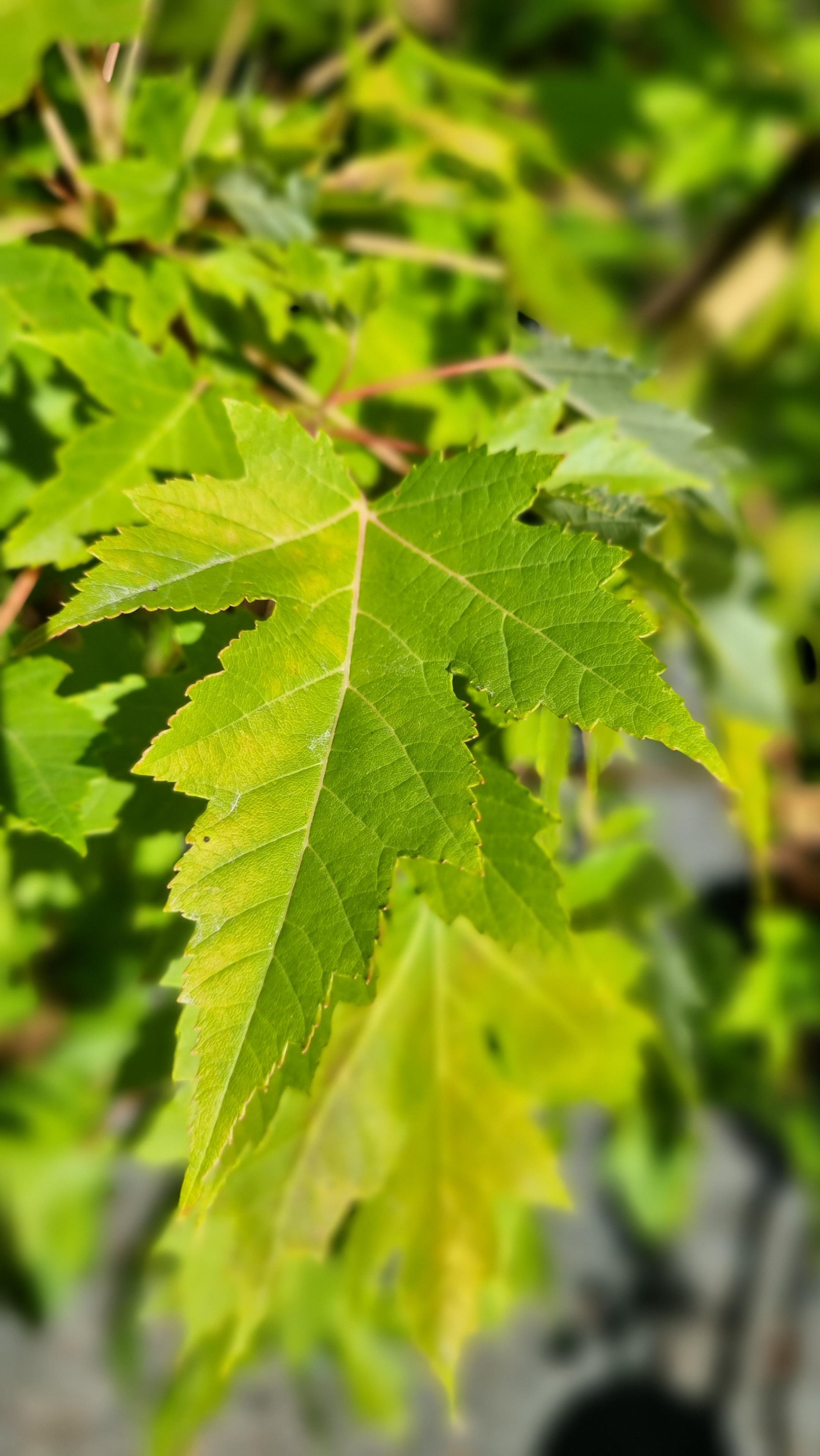 Avalon Nursery // Trees – tagged "ACER - MAPLE"