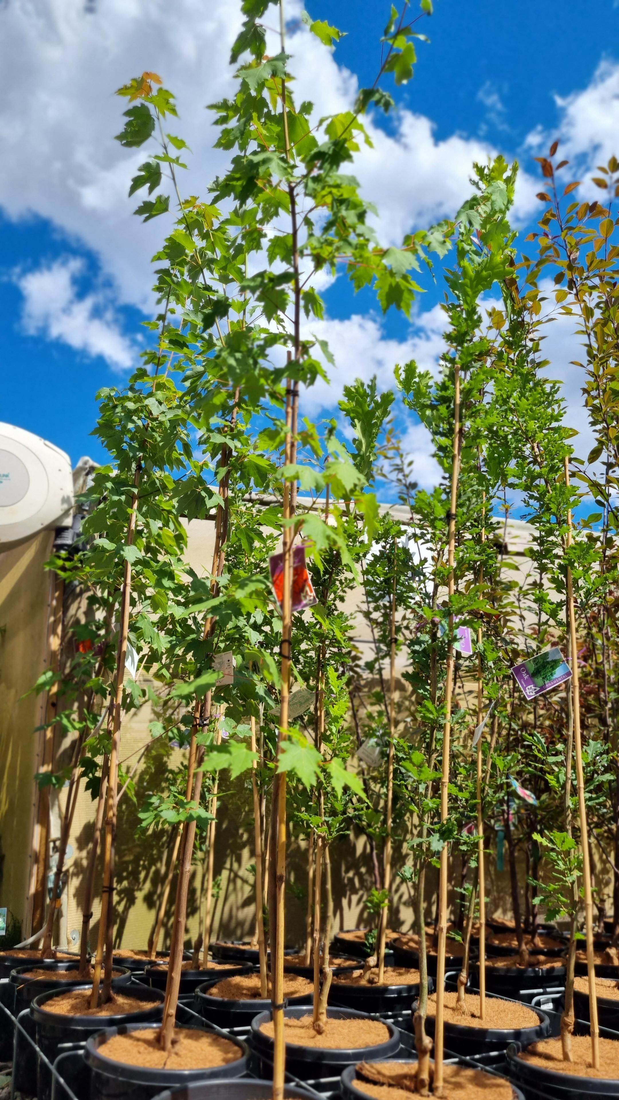 Avalon Nursery // Trees – tagged "ACER - MAPLE"