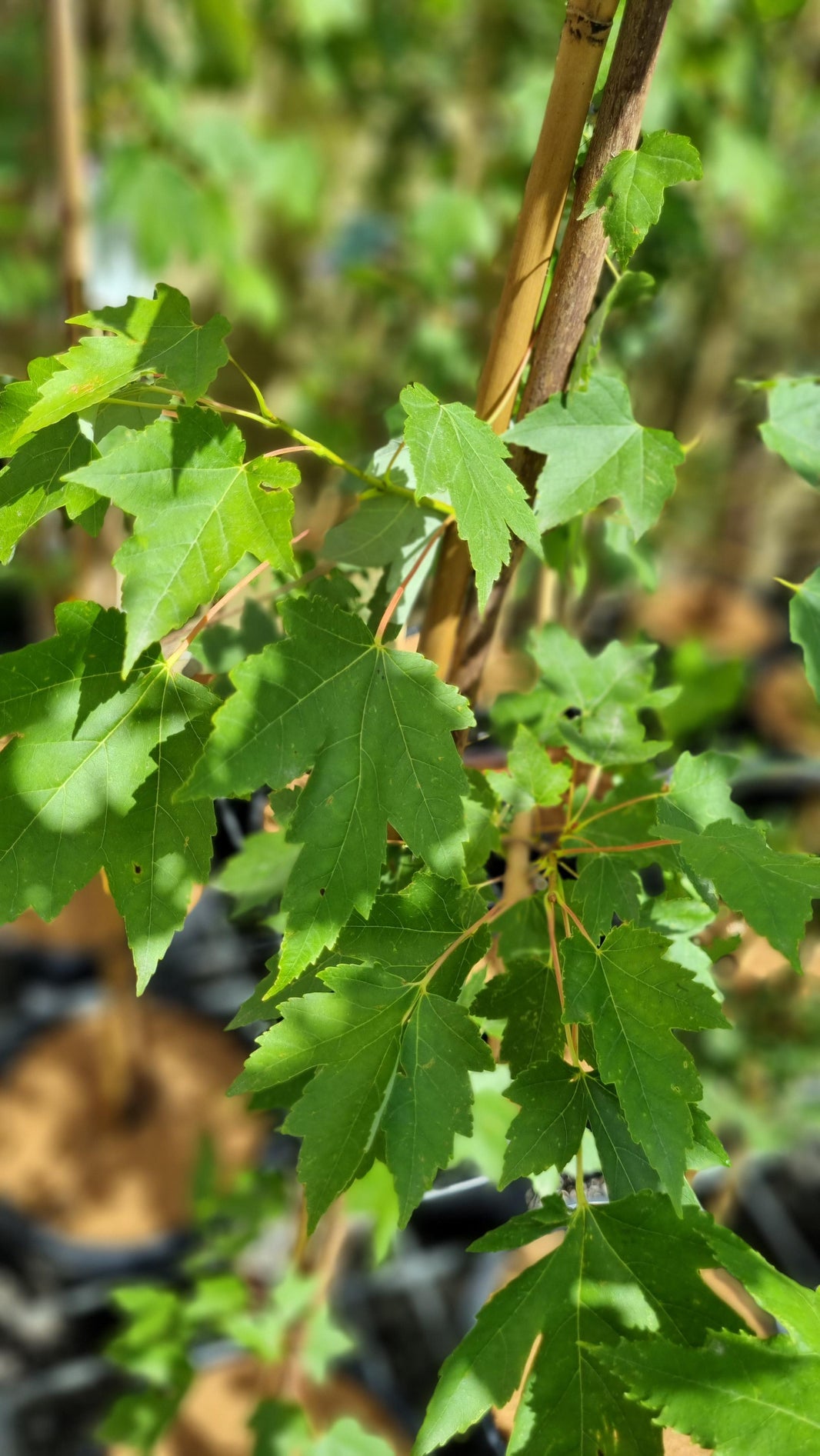Avalon Nursery // Trees – tagged "ACER - MAPLE"