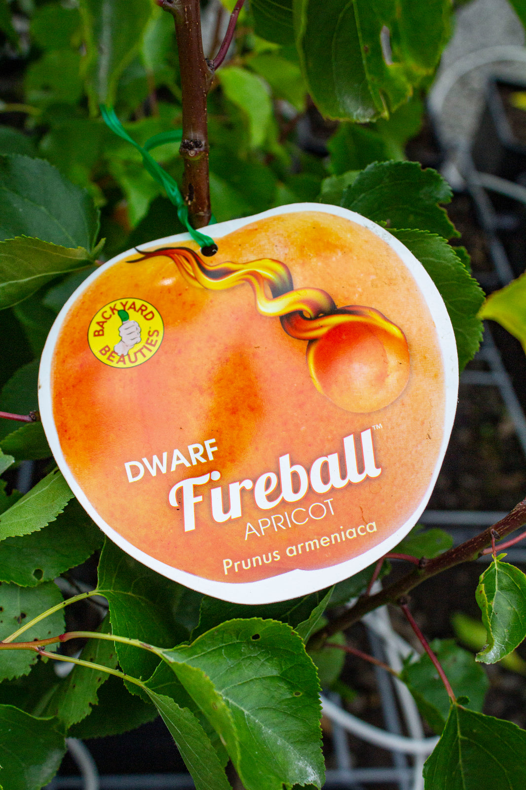 Avalon Nursery // Fruit Trees