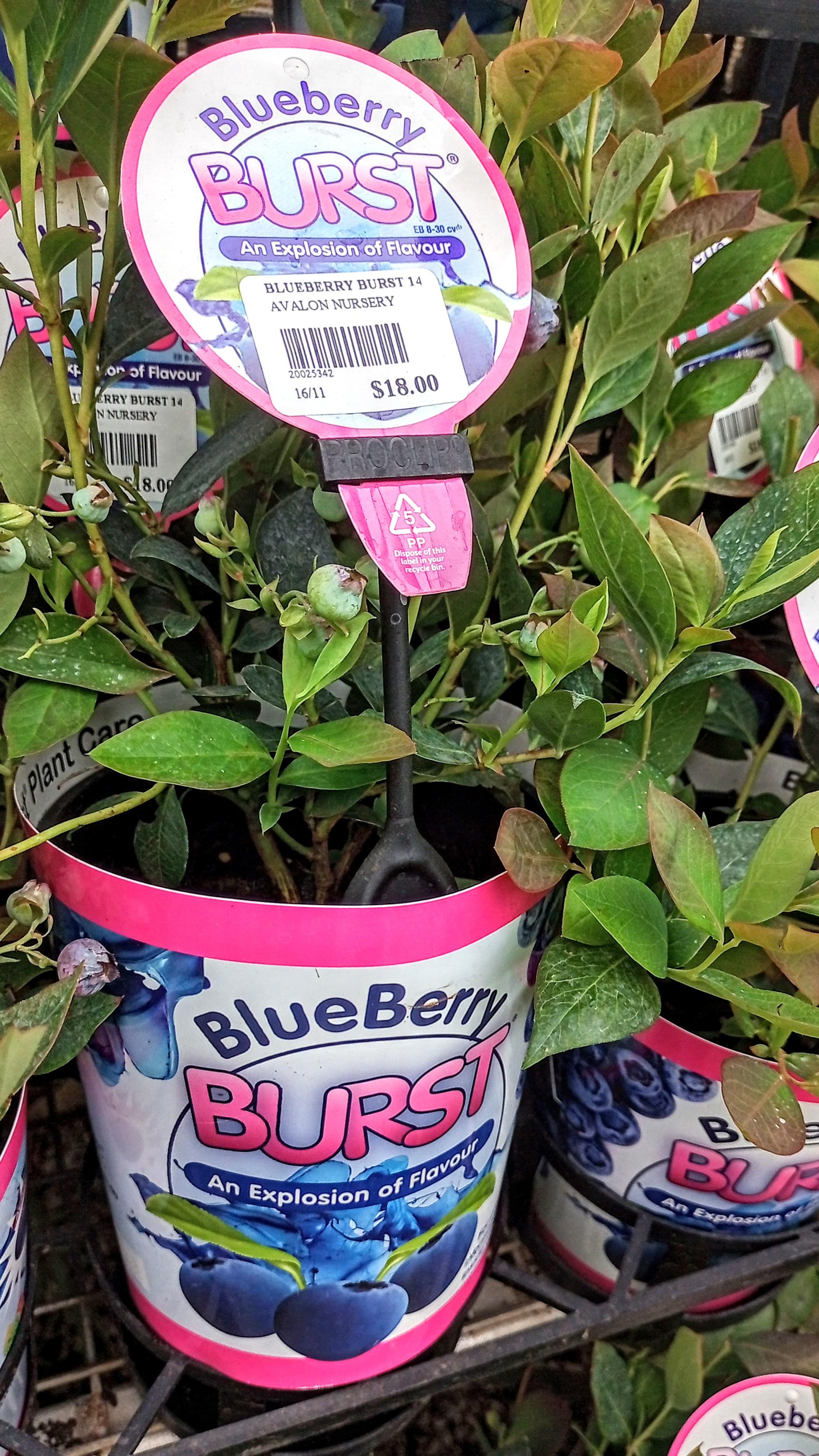 Avalon Nursery // Fruit Trees