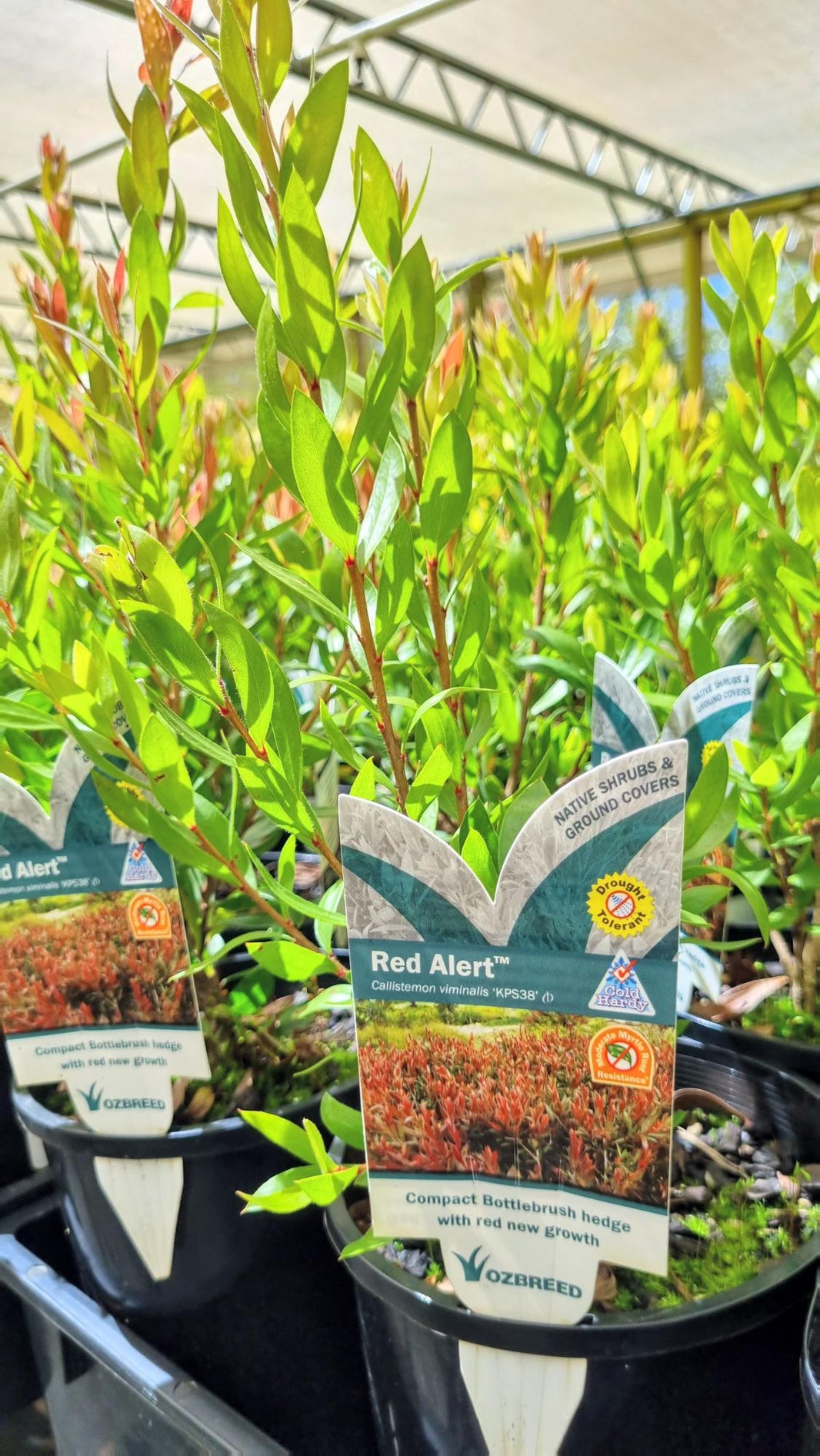 Avalon Nursery // Australian Natives – tagged "CALLISTEMON"