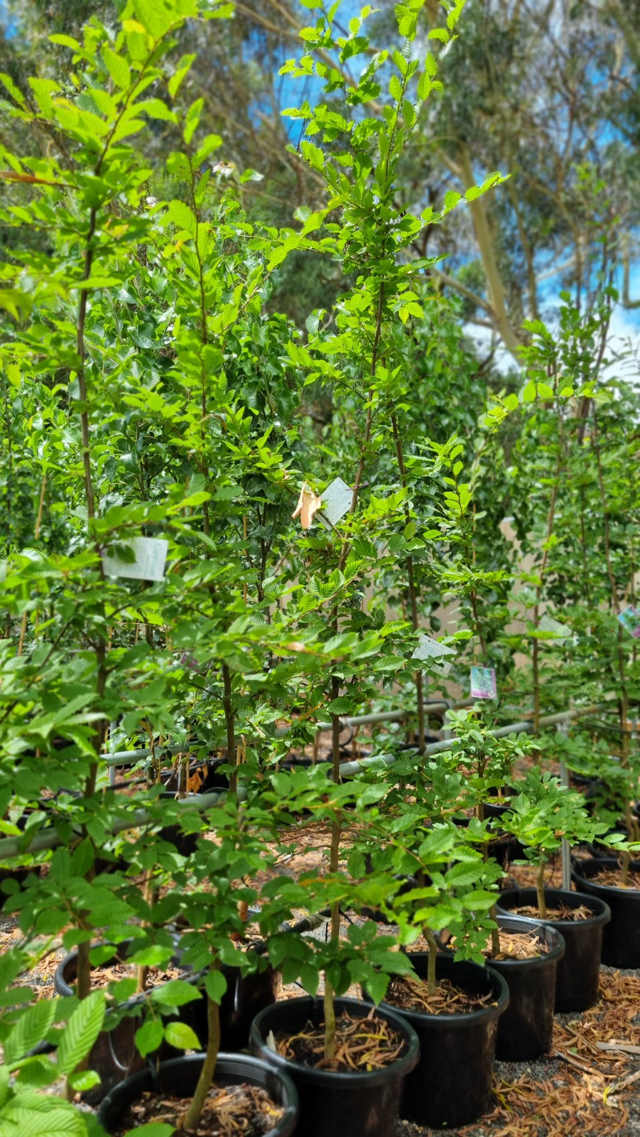 Avalon Nursery // Trees