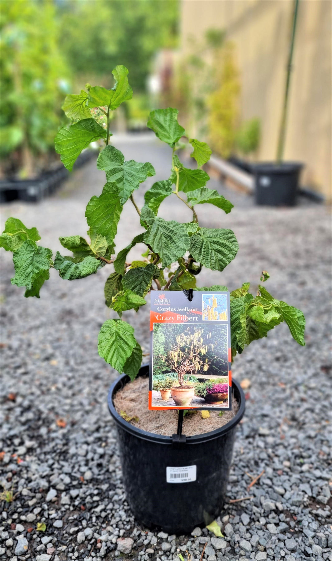 Avalon Nursery // Ornamental Trees