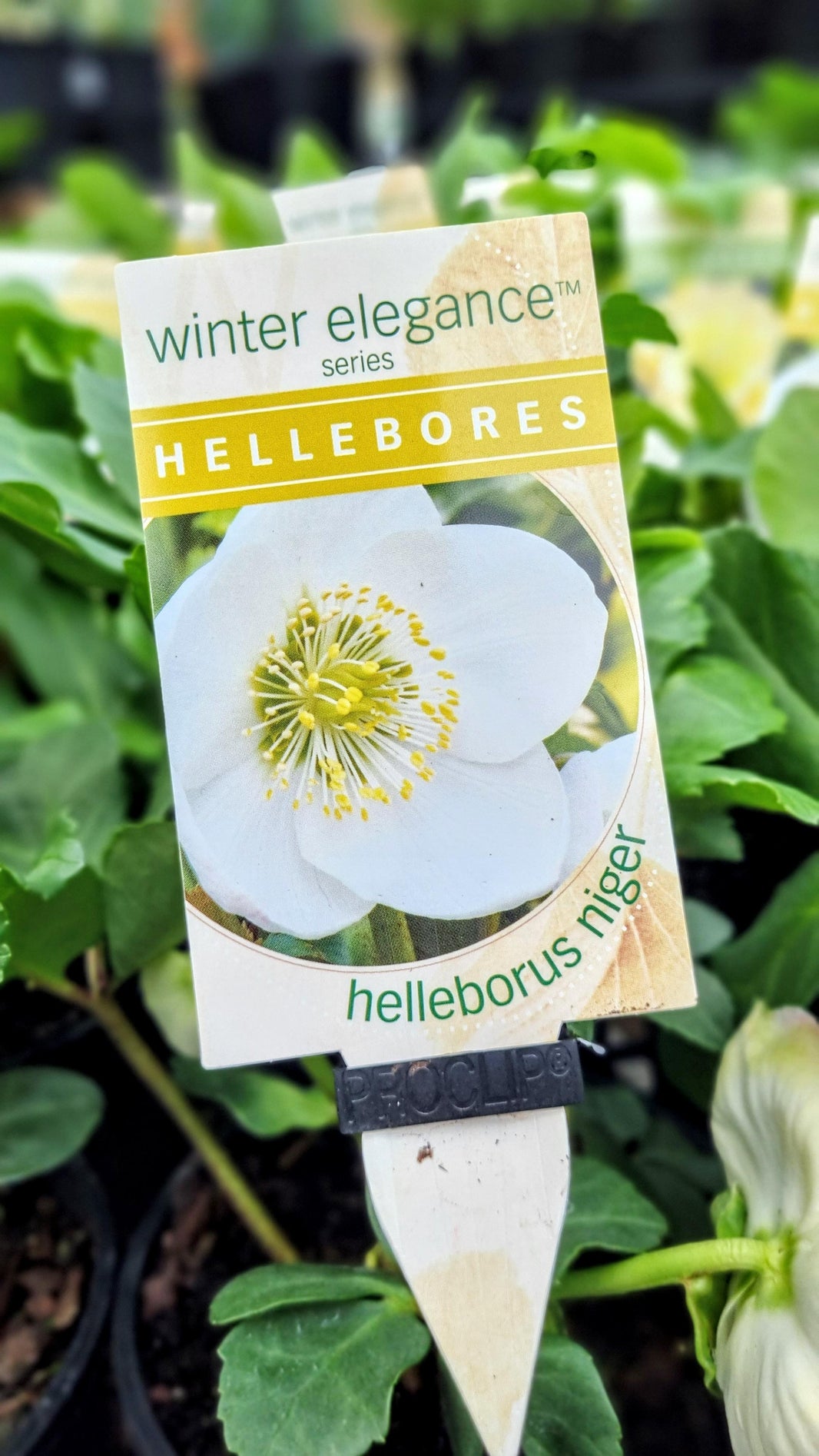 Avalon Nursery // Hellebore
