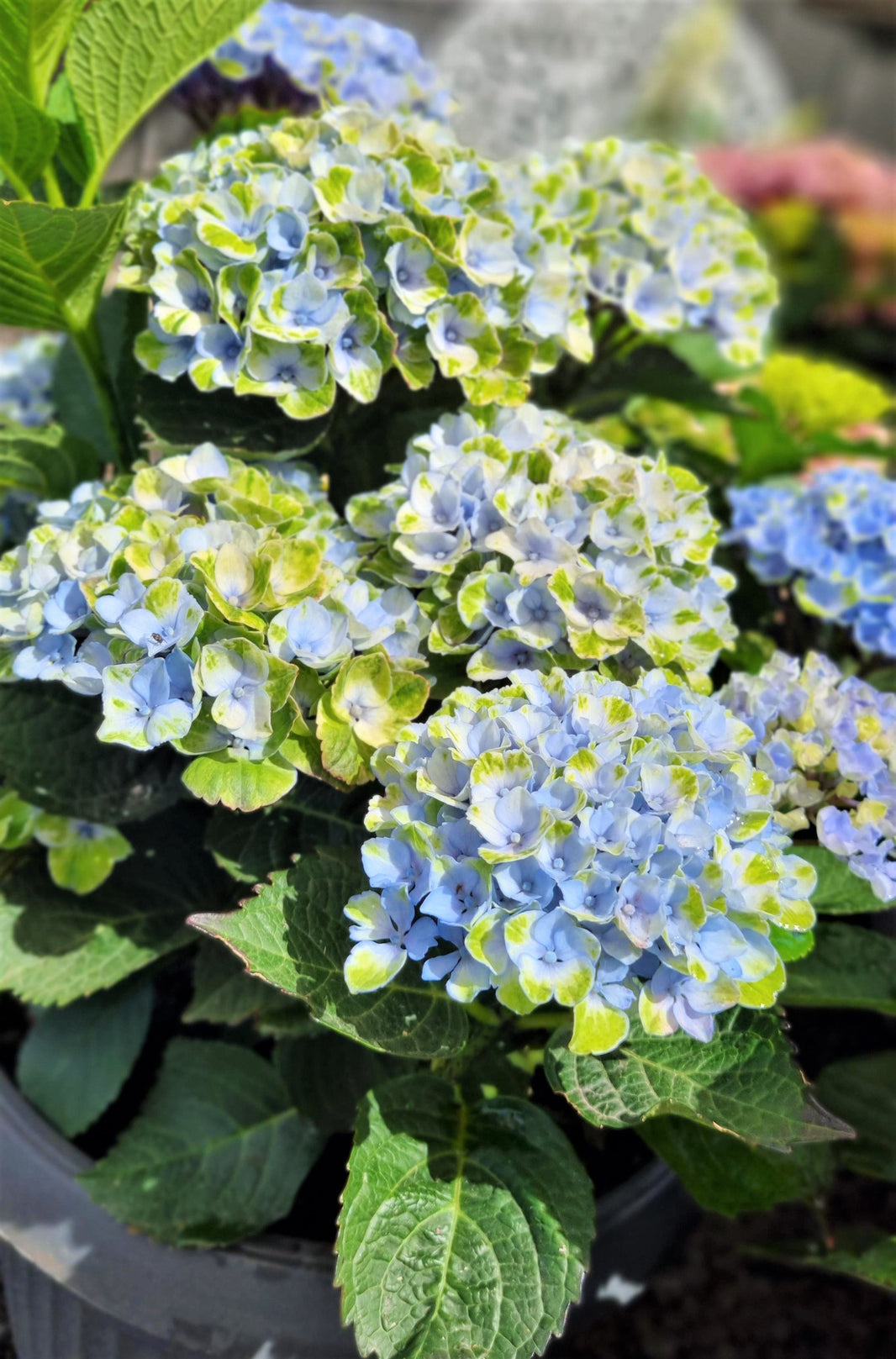 Avalon Nursery // Ornamentals – tagged "SHRUBS" – Page 2