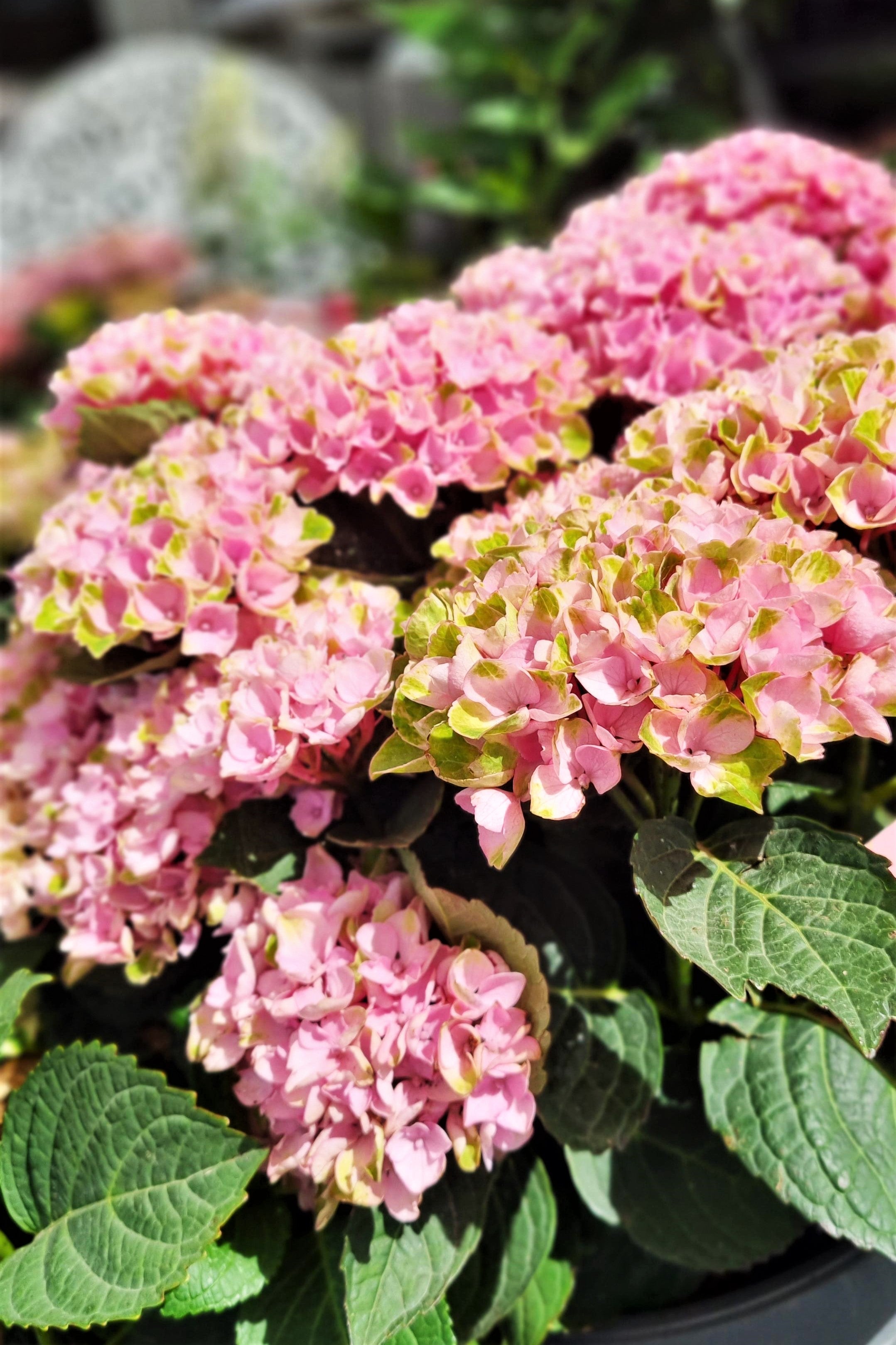 Avalon Nursery // Ornamentals – tagged "SHRUBS" – Page 3