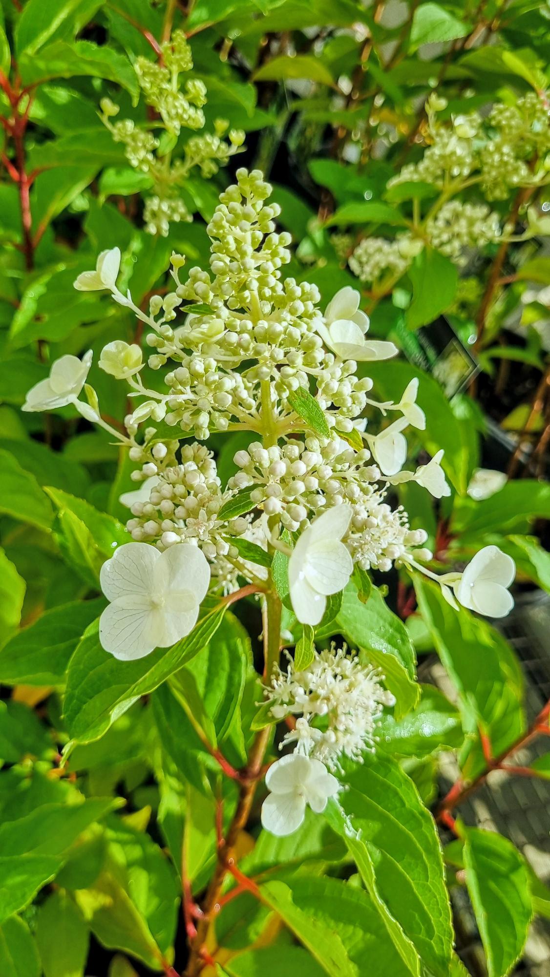 Avalon Nursery // Ornamentals – tagged "SHRUBS" – Page 3