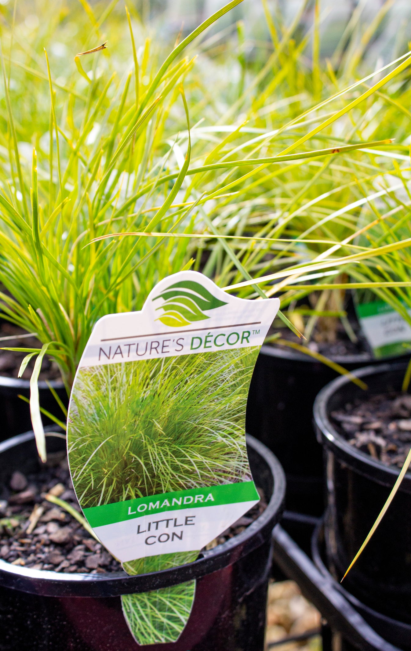 LOMANDRA LITTLE CON 140MM – Avalon Nursery