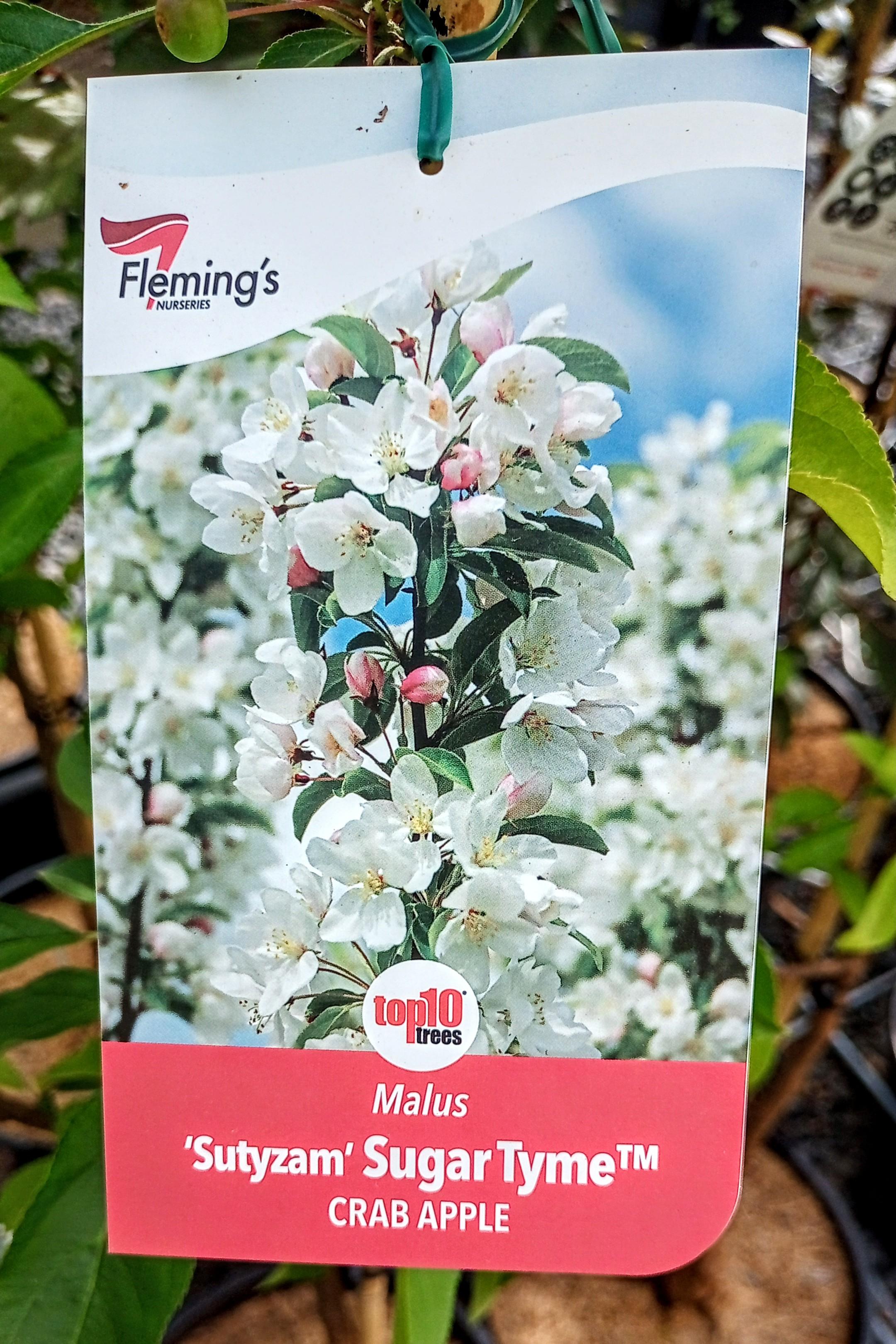 Avalon Nursery // Ornamental Trees – Page 6