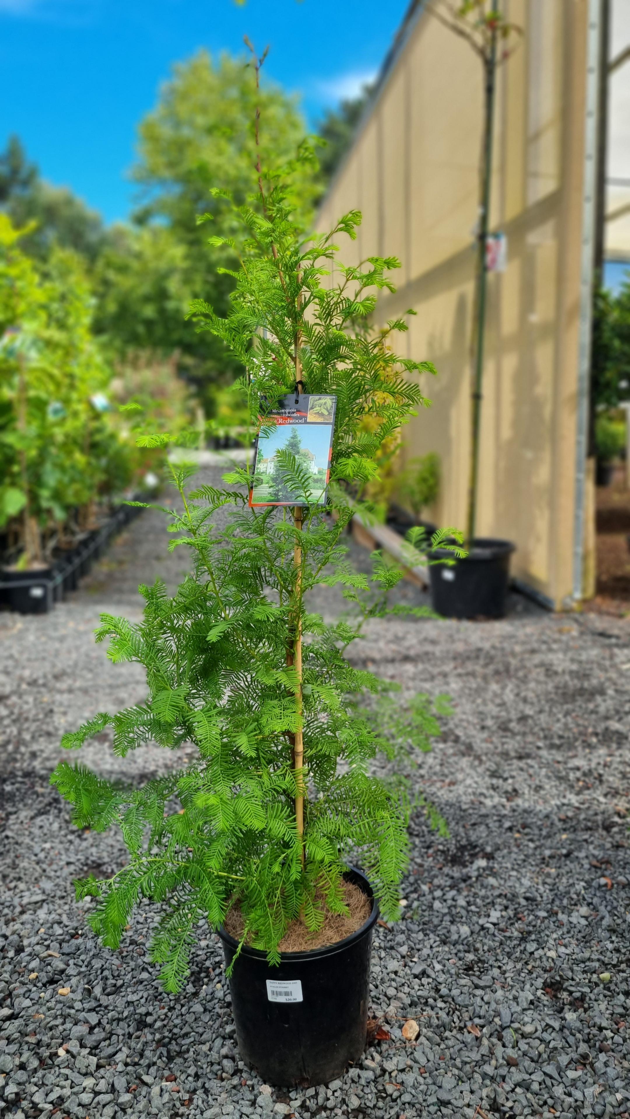 Avalon Nursery // Ornamental Trees – Page 6