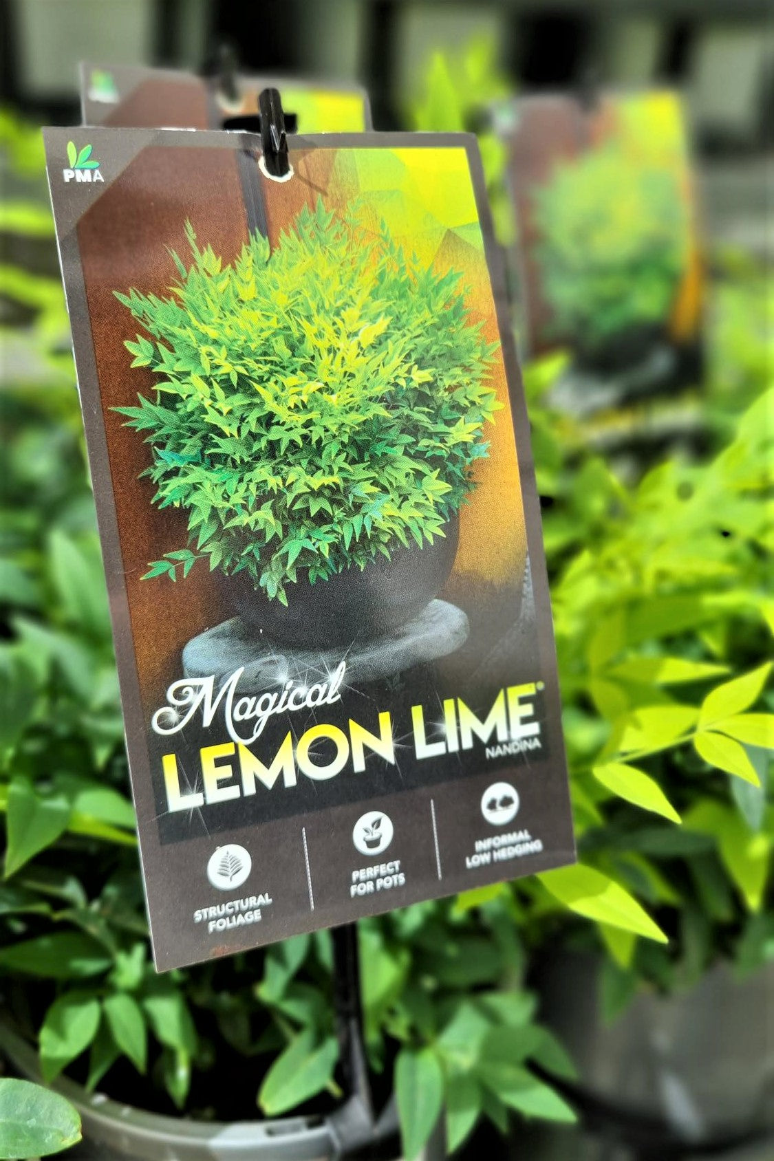 NANDINA MAGICAL LEMON LIME 140MM – Avalon Nursery