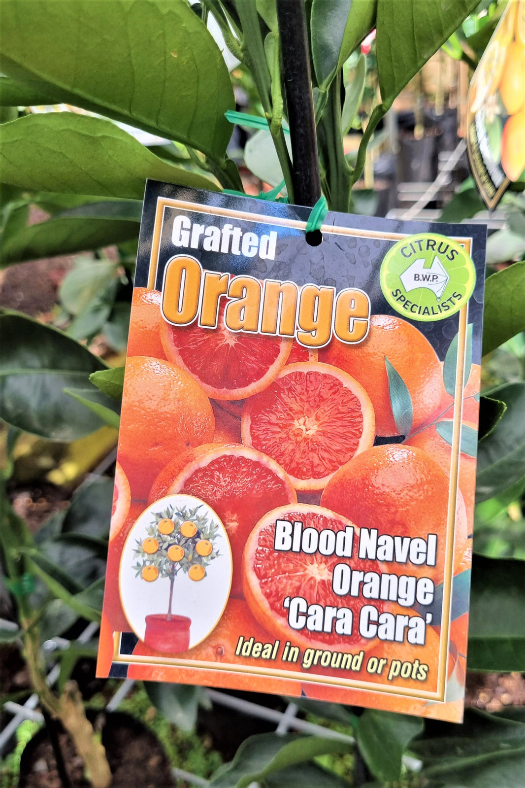 Avalon Nursery // Fruit Trees – tagged "CITRUS"