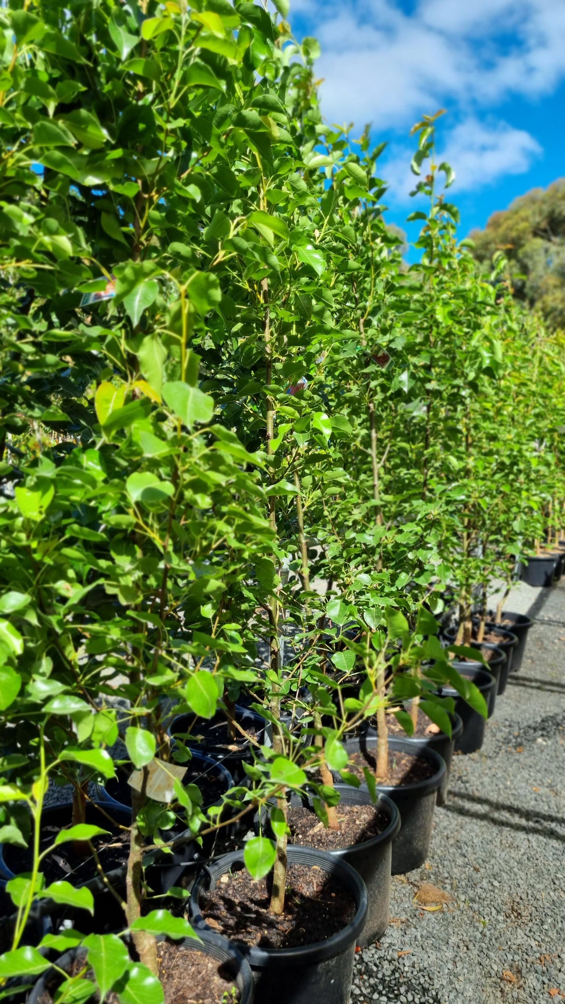 ORNAMENTAL PEAR CLEVELAND SELECT 400MM – Avalon Nursery