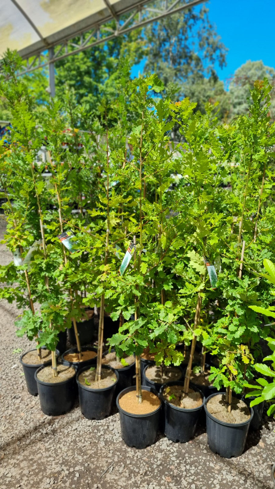 Avalon Nursery // Ornamental Trees – Page 6