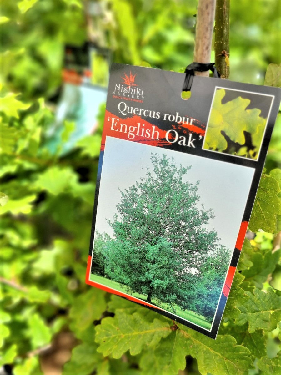 Avalon Nursery // Ornamental Trees – Page 6