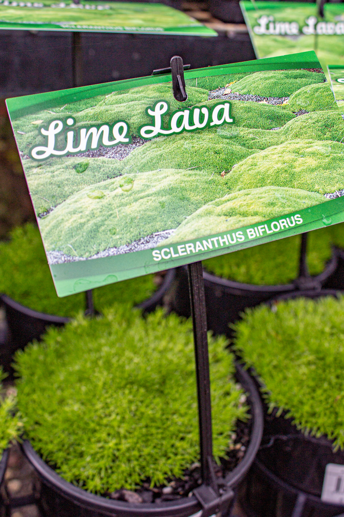 SCLERANTHUS BIFLORUS LIME LAVA 140MM – Avalon Nursery