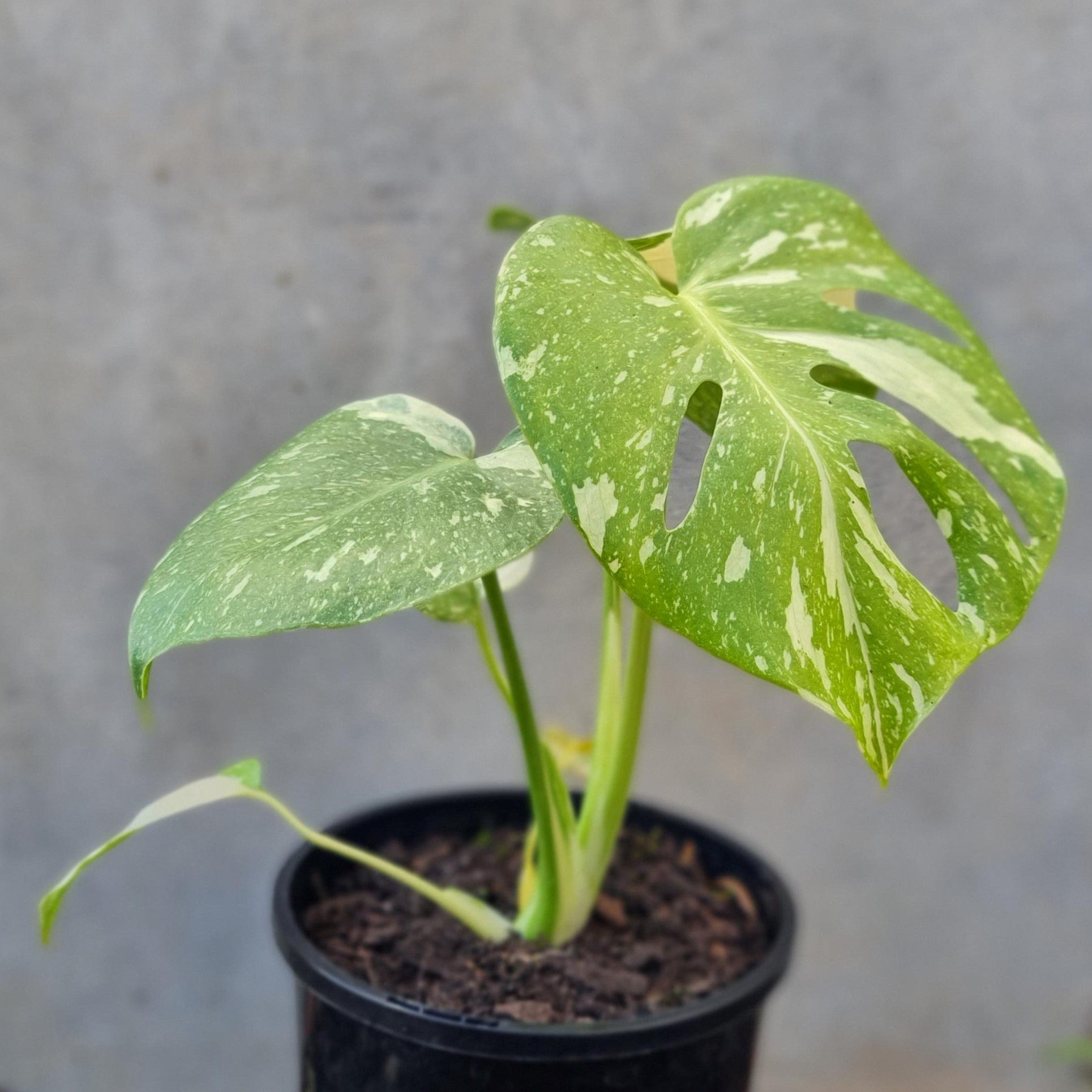 Avalon Nursery // Thai Constellation Monstera