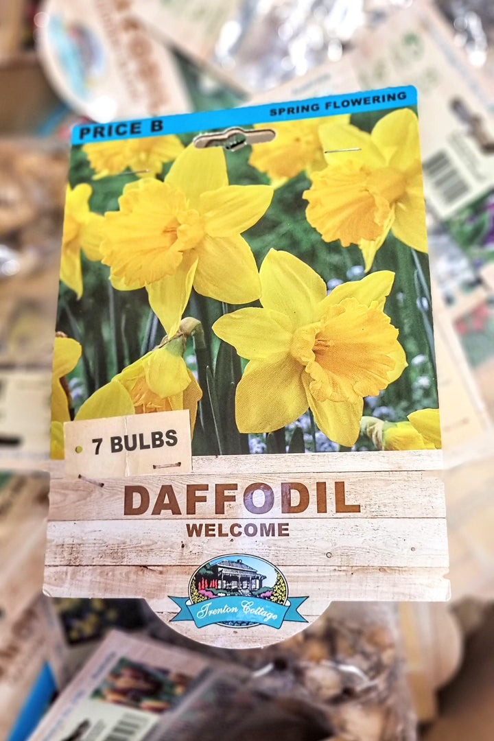 BULBS – Avalon Nursery