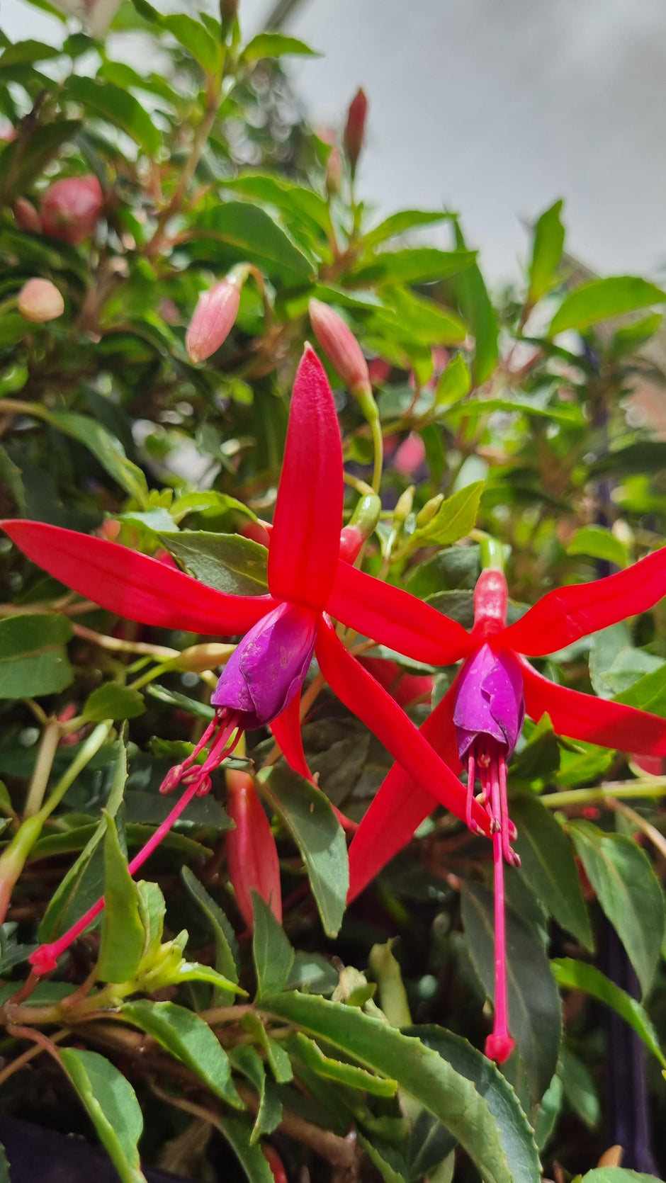 Avalon Nursery // Ornamentals – tagged "PERENNIAL COLOUR"